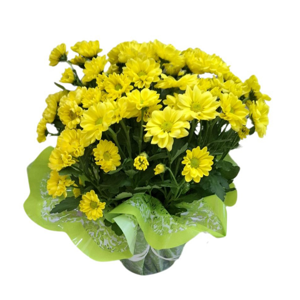 Mini Margarida Amarela: Simplicidade e Beleza | Central Garden